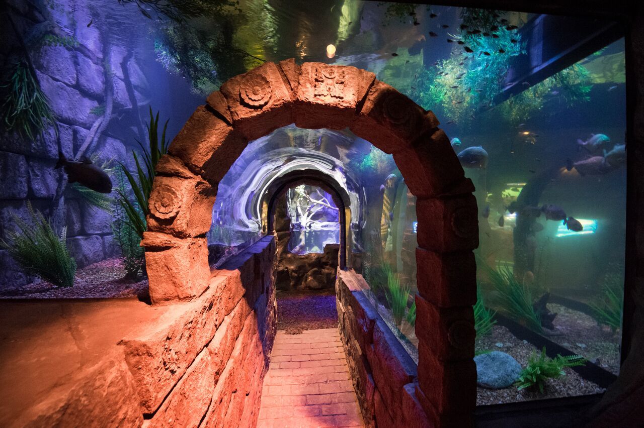 SEA LIFE Grapevine Aquarium’s New Rain Forest Adventure!